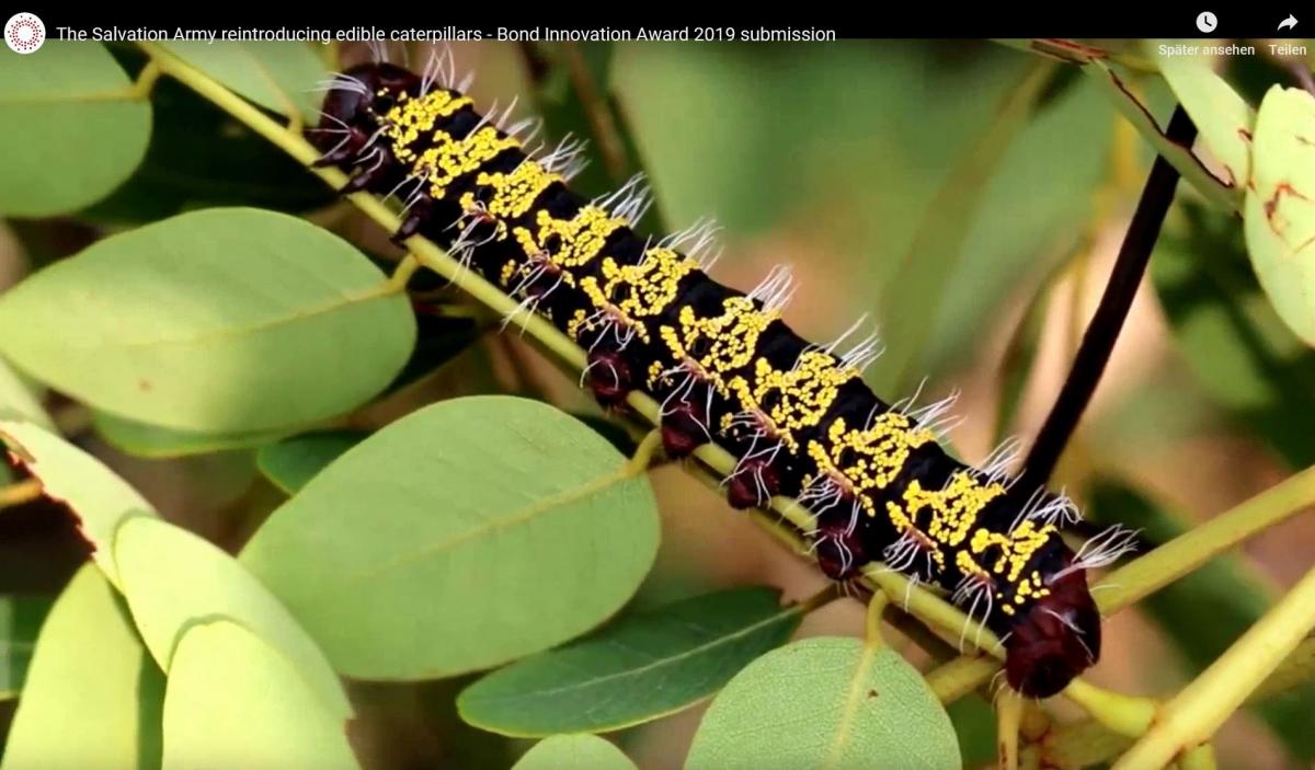 Élevage de chenilles comestibles en République démocratique du Congo ...